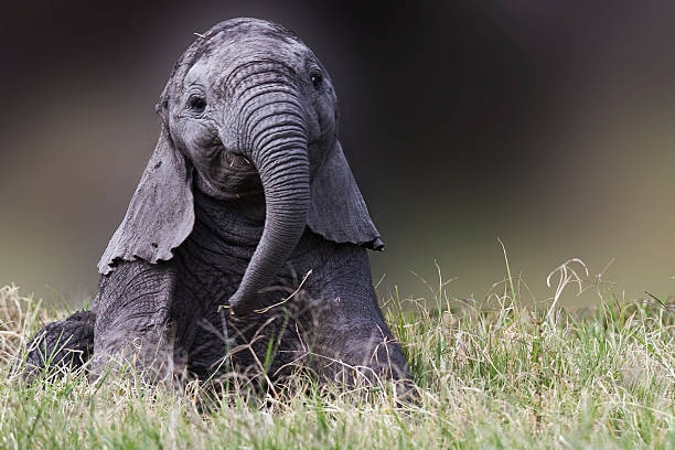 Baby Elephant – Movies To History.com